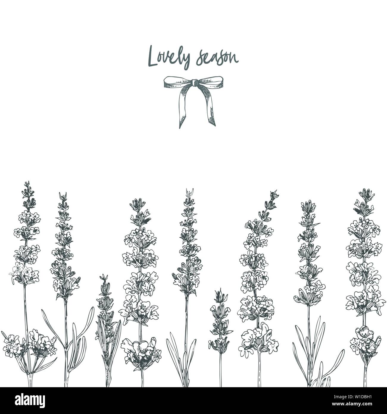 Sketch drawing lavender Black and White Stock Photos & Images - Alamy