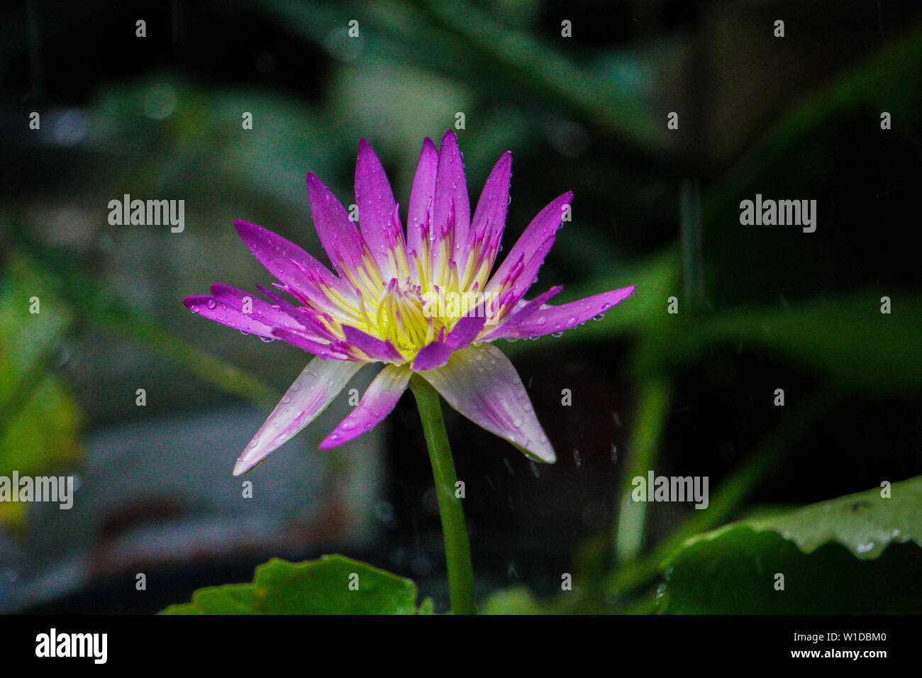 Shapla Stock Photos & Shapla Stock Images - Alamy