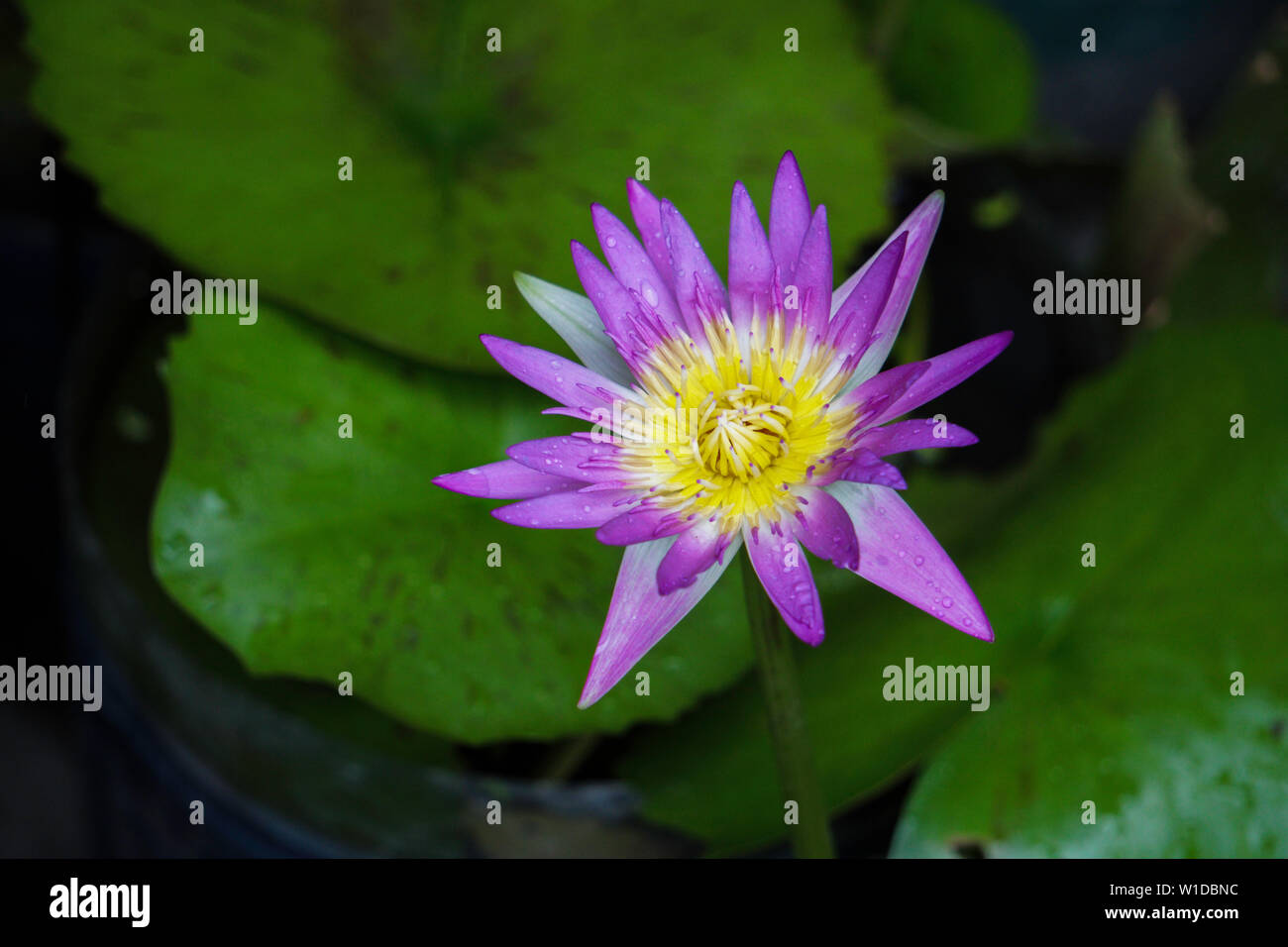 Shapla Flower Logo New Lotus Flower Sign Vector Images | Depositphotos