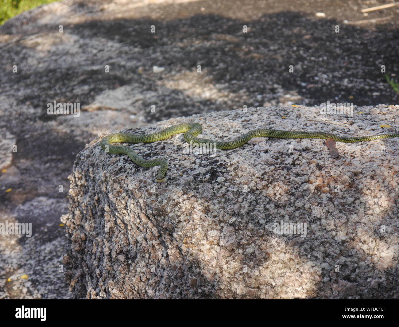 Snake on a rock Stock Photo - Alamy