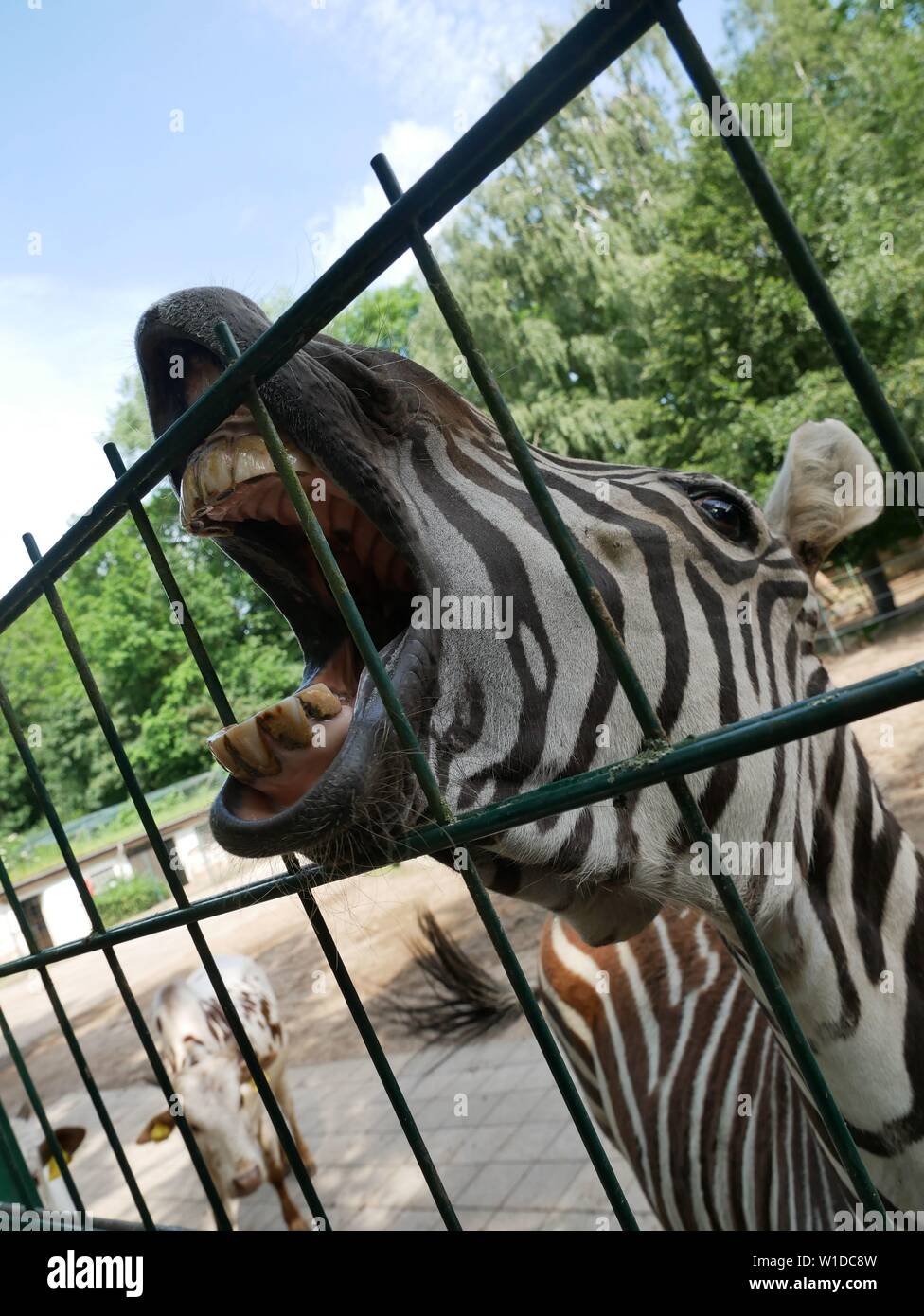 Laughing zebra hi-res stock photography and images - Alamy