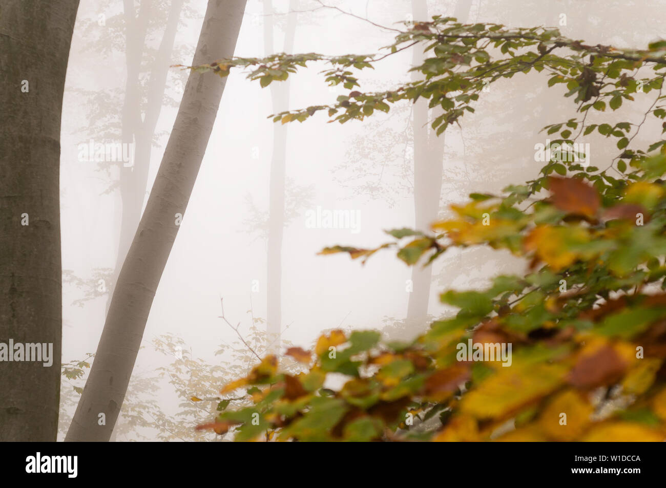 Fog gothic hi-res stock photography and images - Alamy