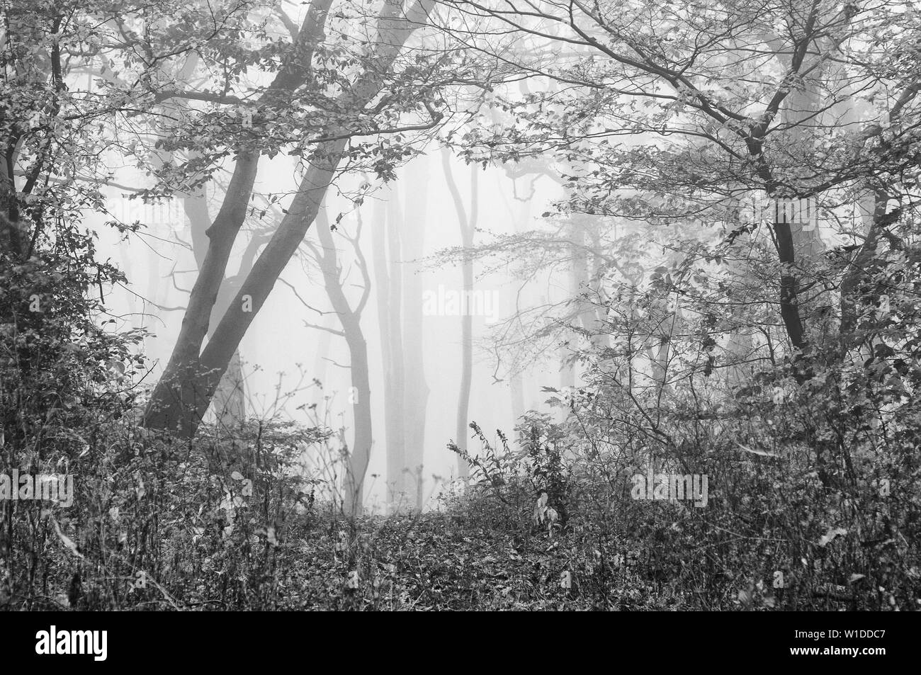 Forest background black and white hi-res stock photography and images ...