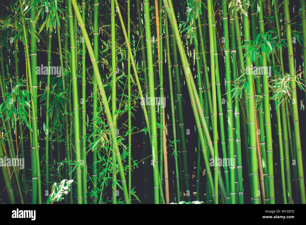 Bamboo grove, bamboo forest natural green background Stock Photo - Alamy