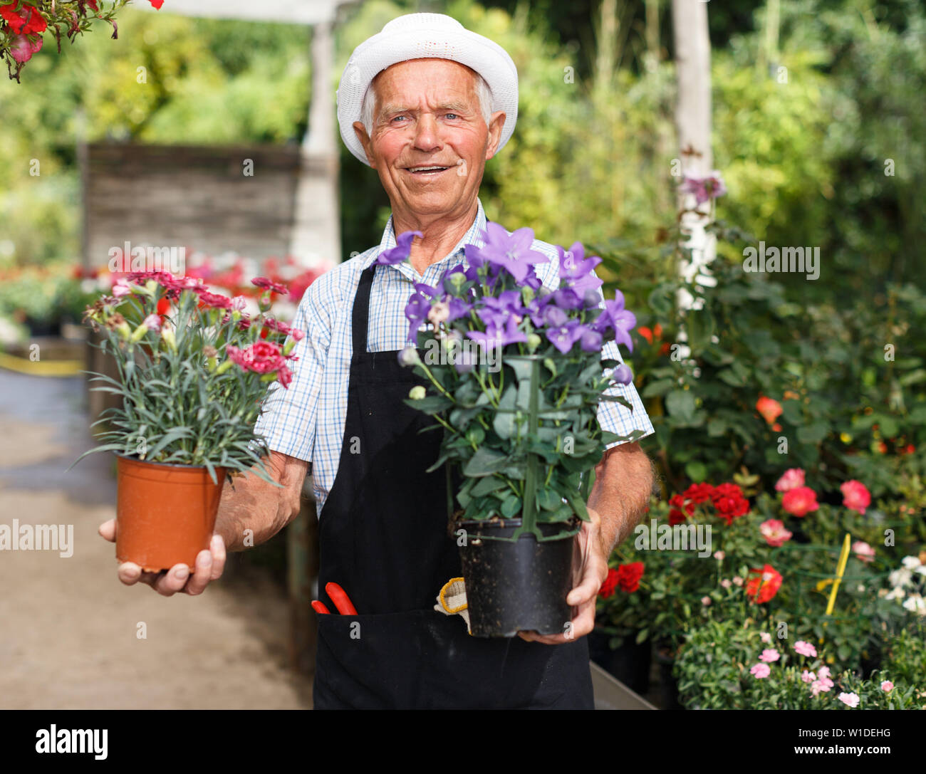 Portrait of senior man enjoying his favourite pastime of flowers ...