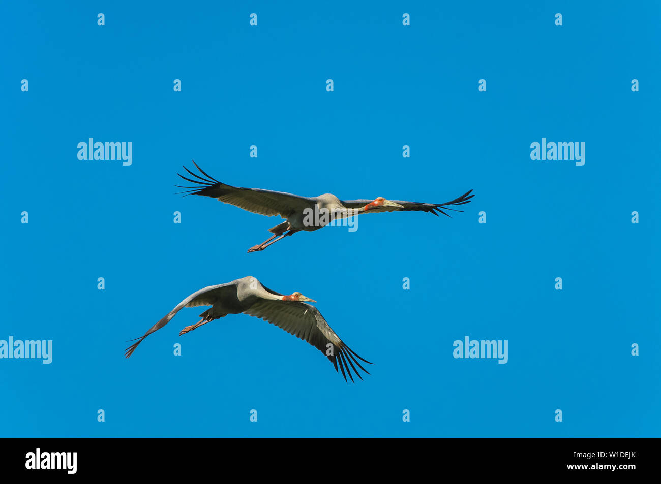 Australian crane hi-res stock photography and images - Alamy