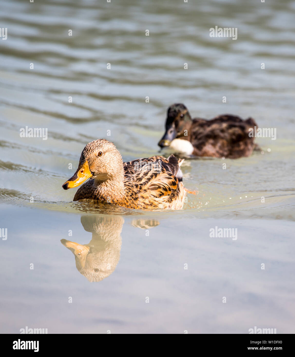 Curious ducks are swimming in the river, reflecting water Stock Photo ...