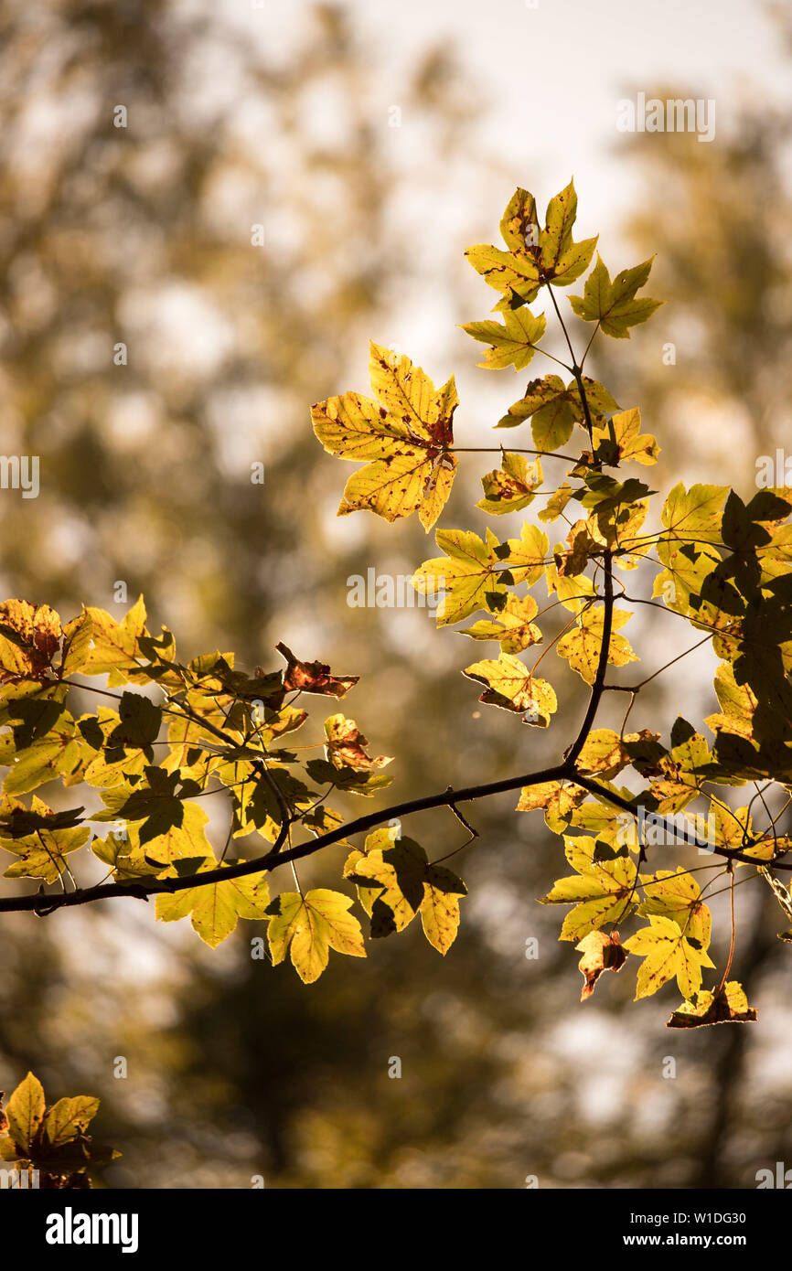 Orange maple leaves in the forest, autumn sun Stock Photo - Alamy