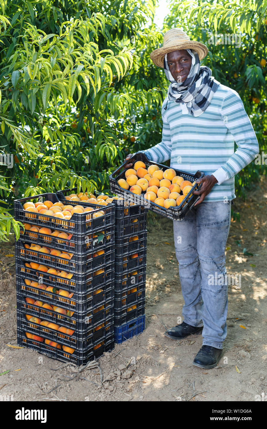 Portrait of smiling glad cheerful positive African-American farmer with ...