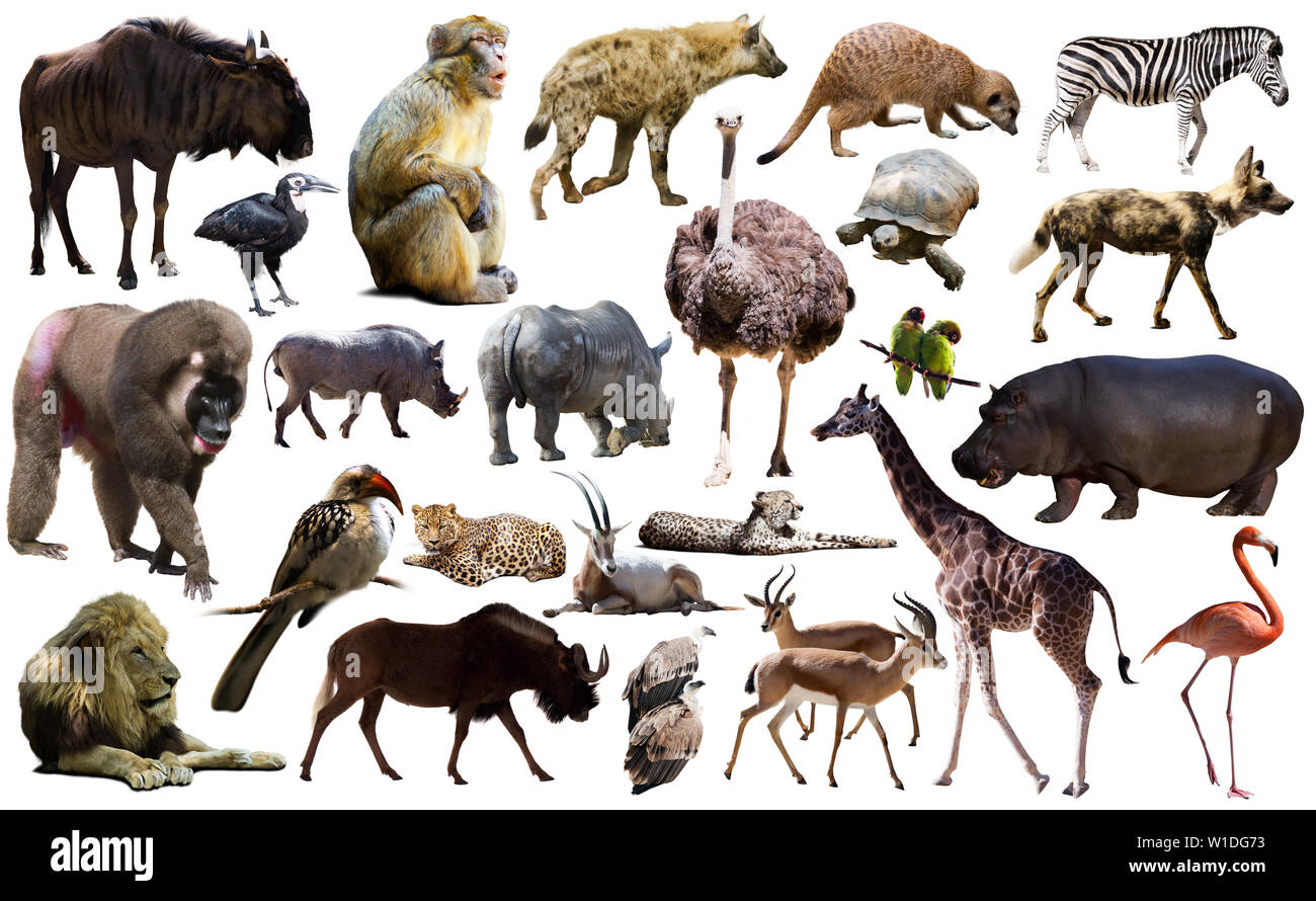 Set of different African animals isolated over white Stock Photo - Alamy