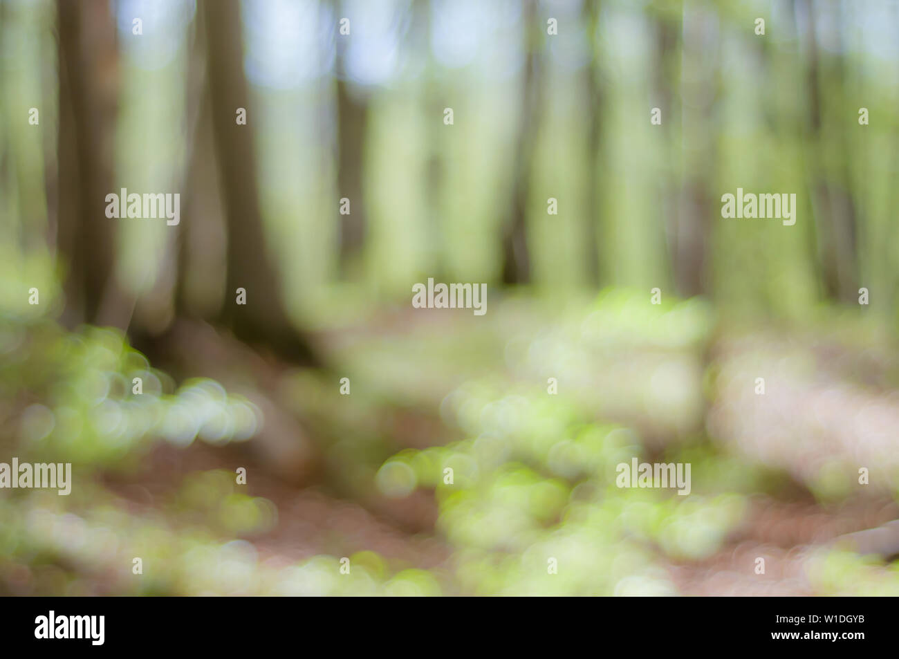 Sunny forest background Stock Photo - Alamy