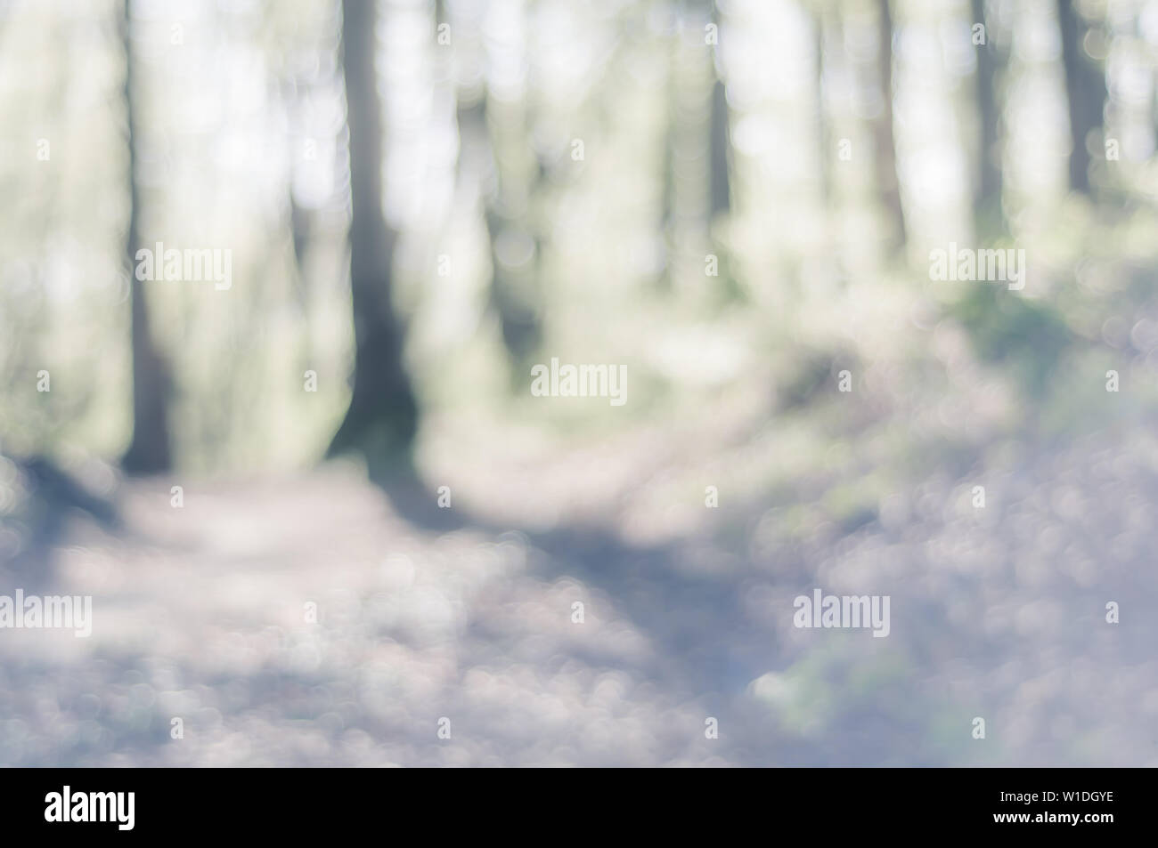 Sunny forest background Stock Photo - Alamy