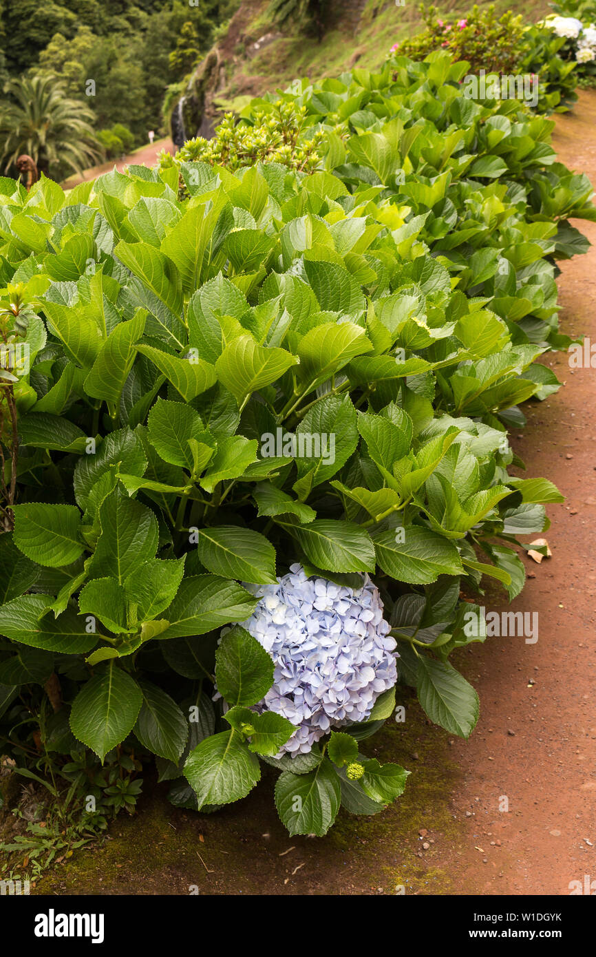 Bushes of the hydrangea (hortensia) plants, growing in the nature. They ...