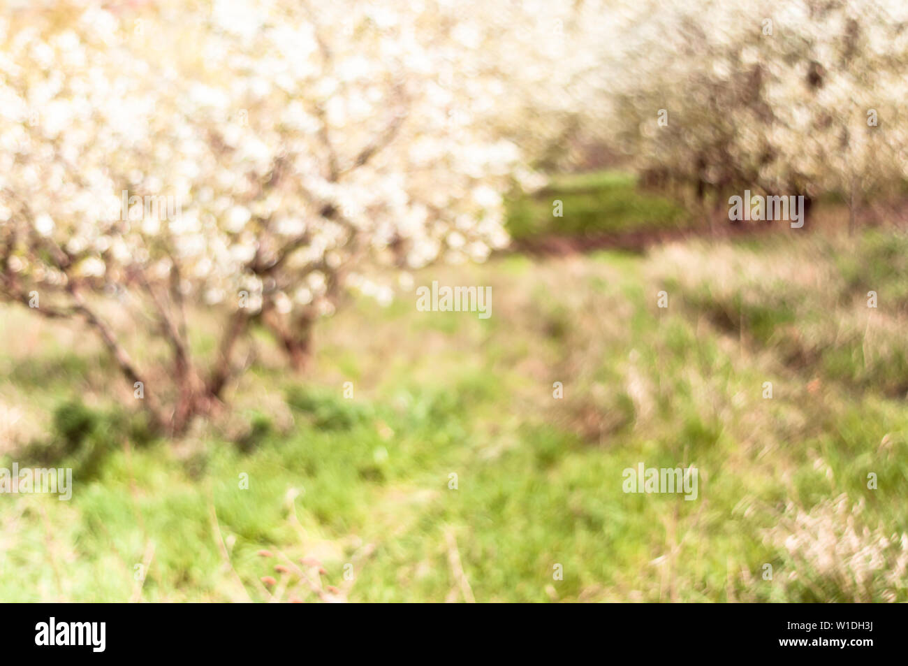 Spring garden background Stock Photo - Alamy