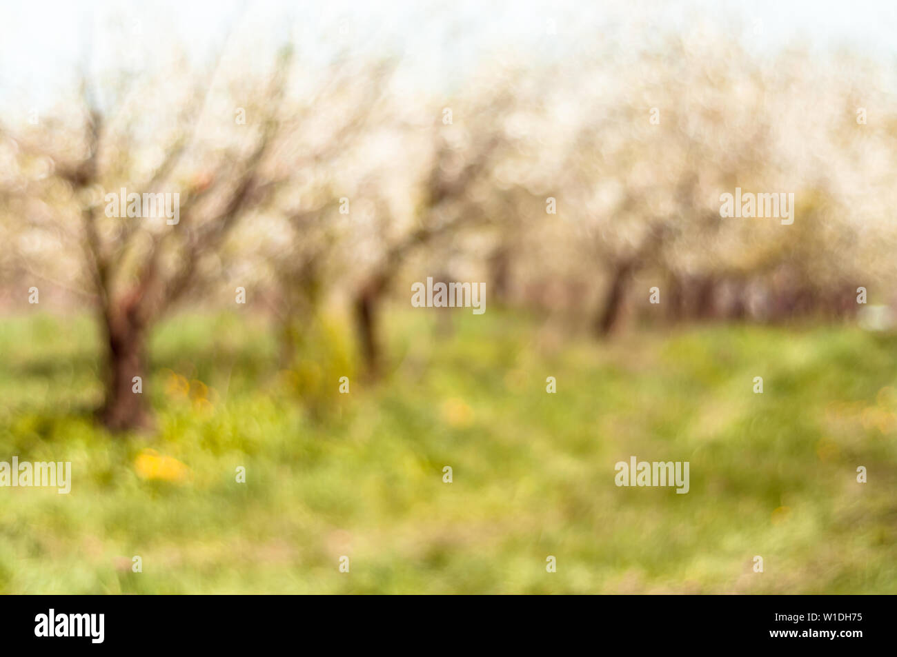 Spring garden background Stock Photo - Alamy