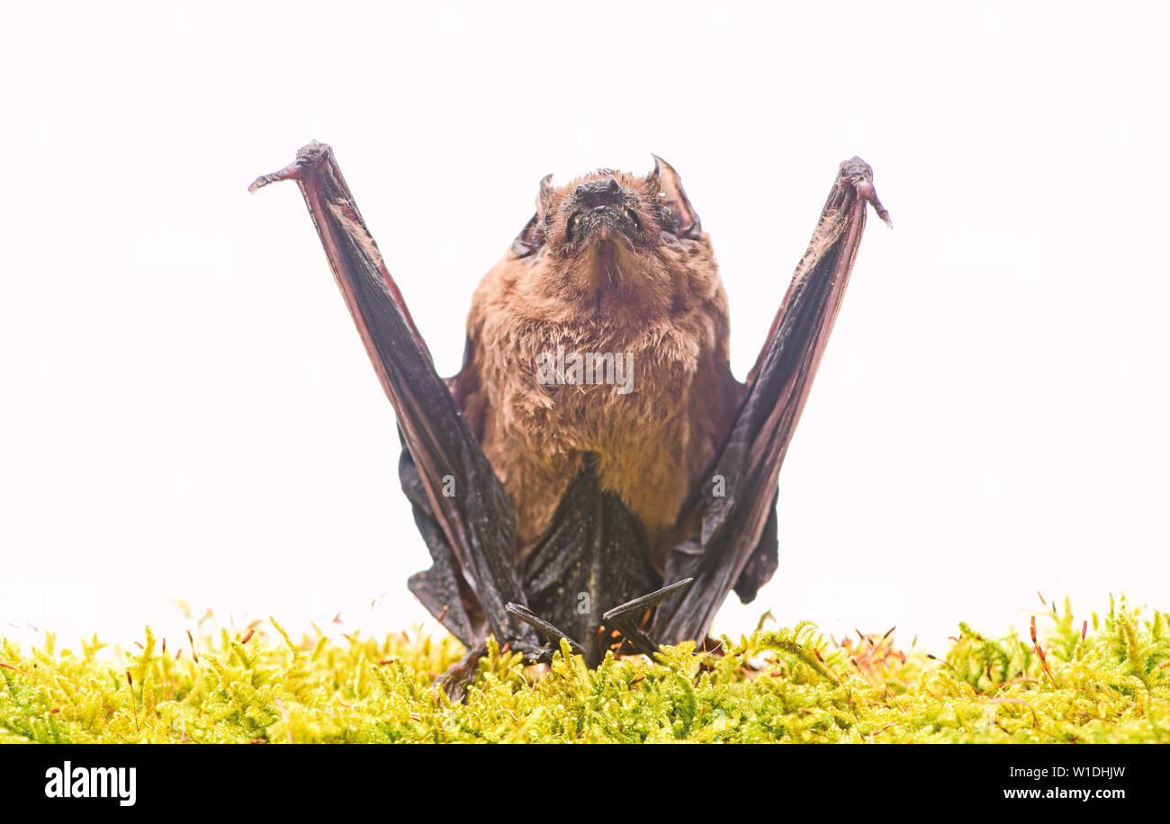 Bat emit ultrasonic sound to produce echo. Bat detector. Dummy of bat ...