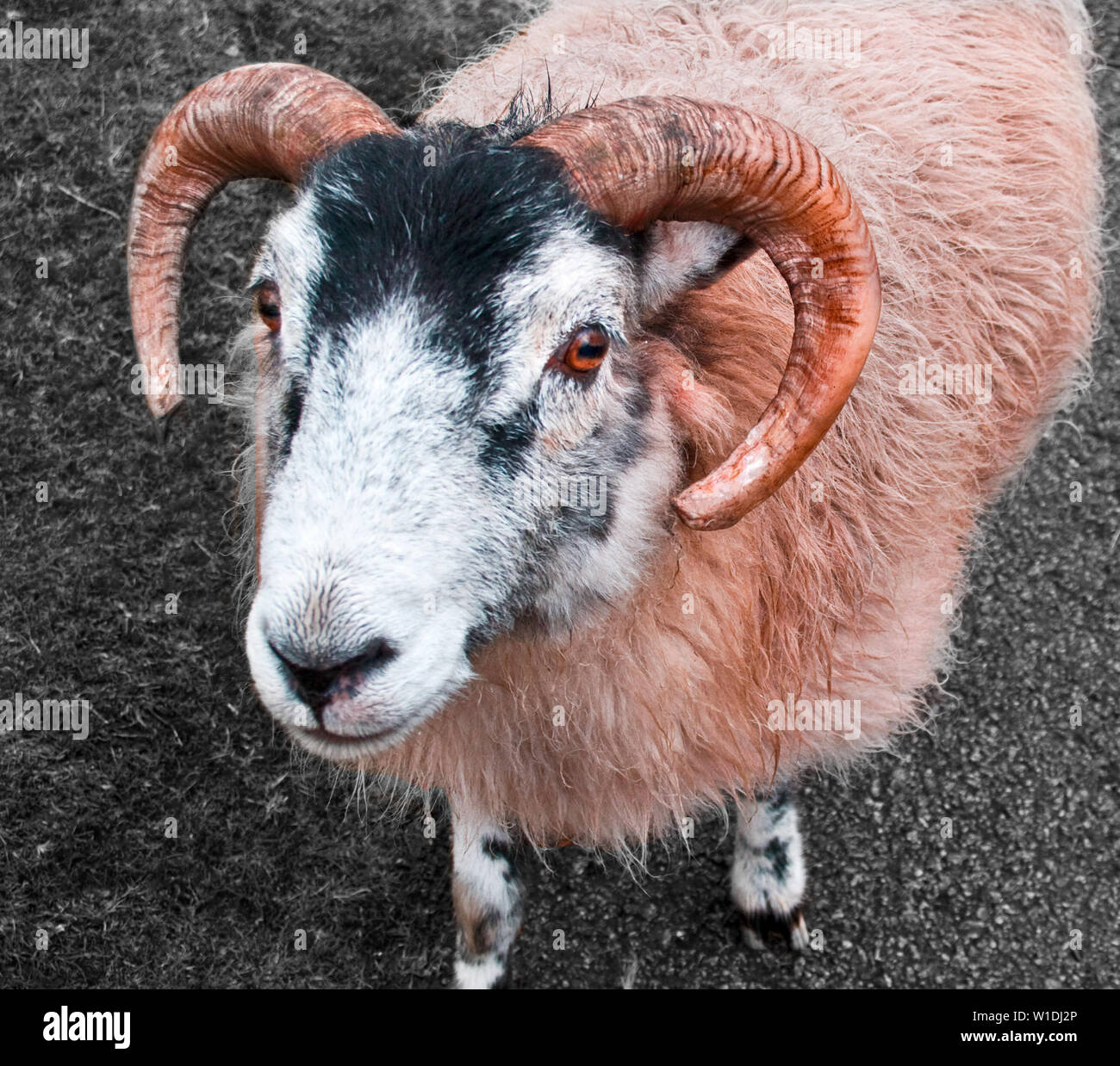 Sheeps fleece hi-res stock photography and images - Alamy