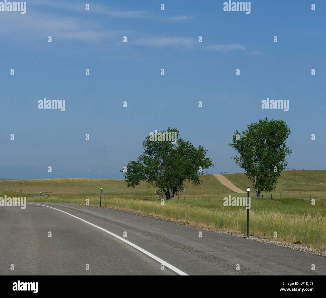 Two small trees growing along a highway in Wyoming, USA Stock Photo - Alamy