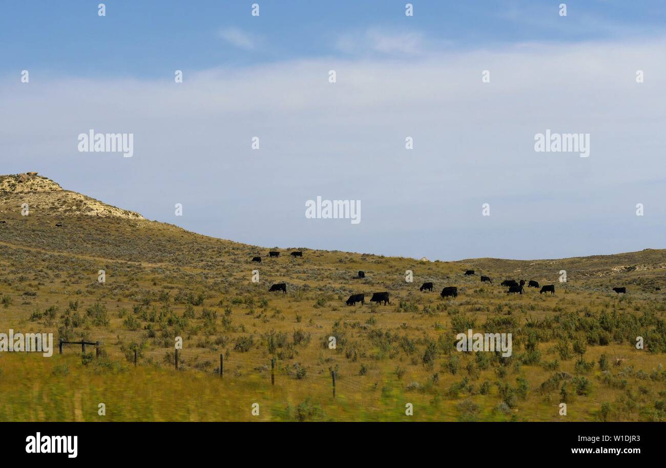 Late afternoon in the mountainside with a herd of cows grazing in the ...