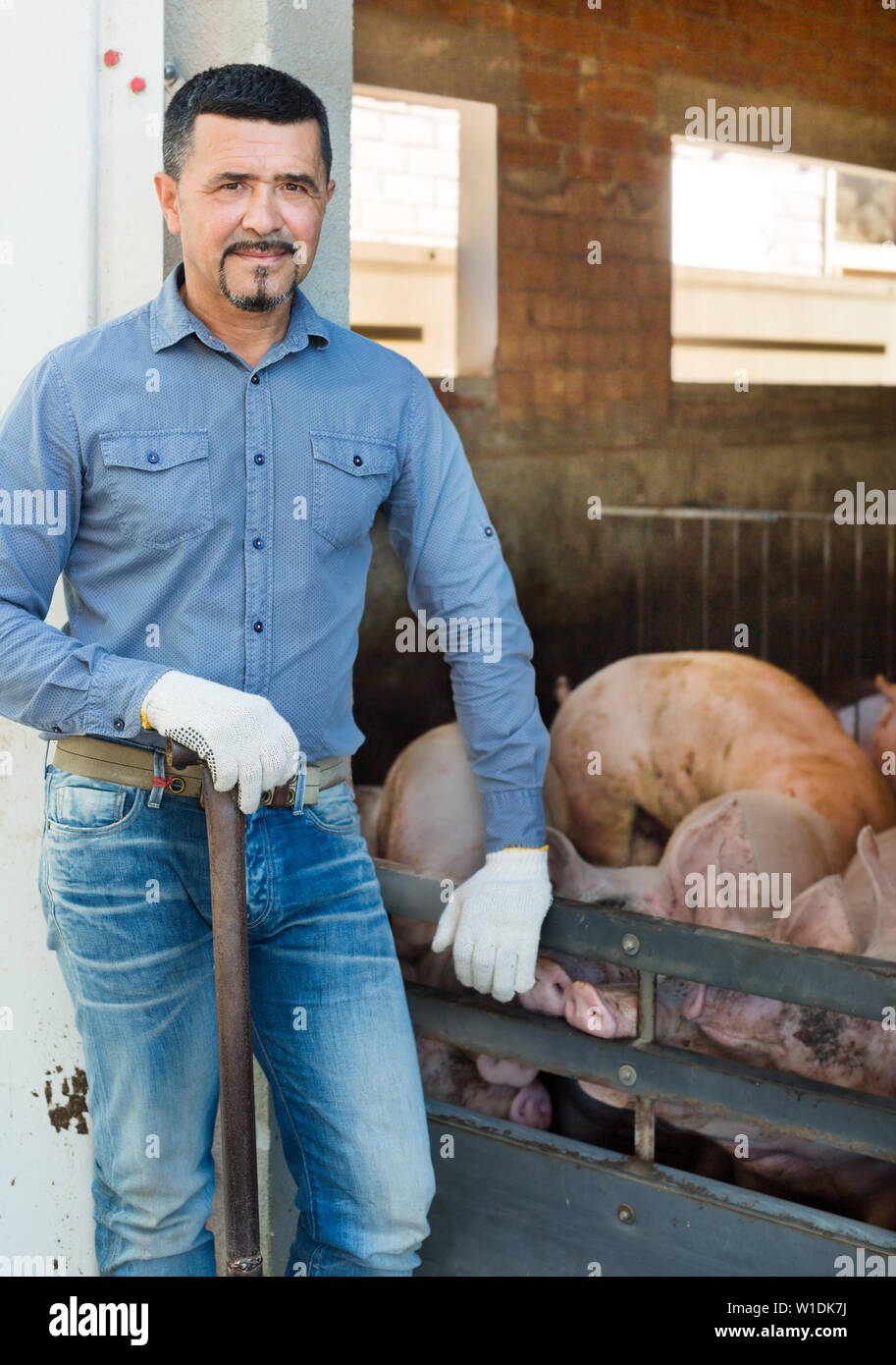 Mature man working on the animal farm and standing with pigs in hangar ...