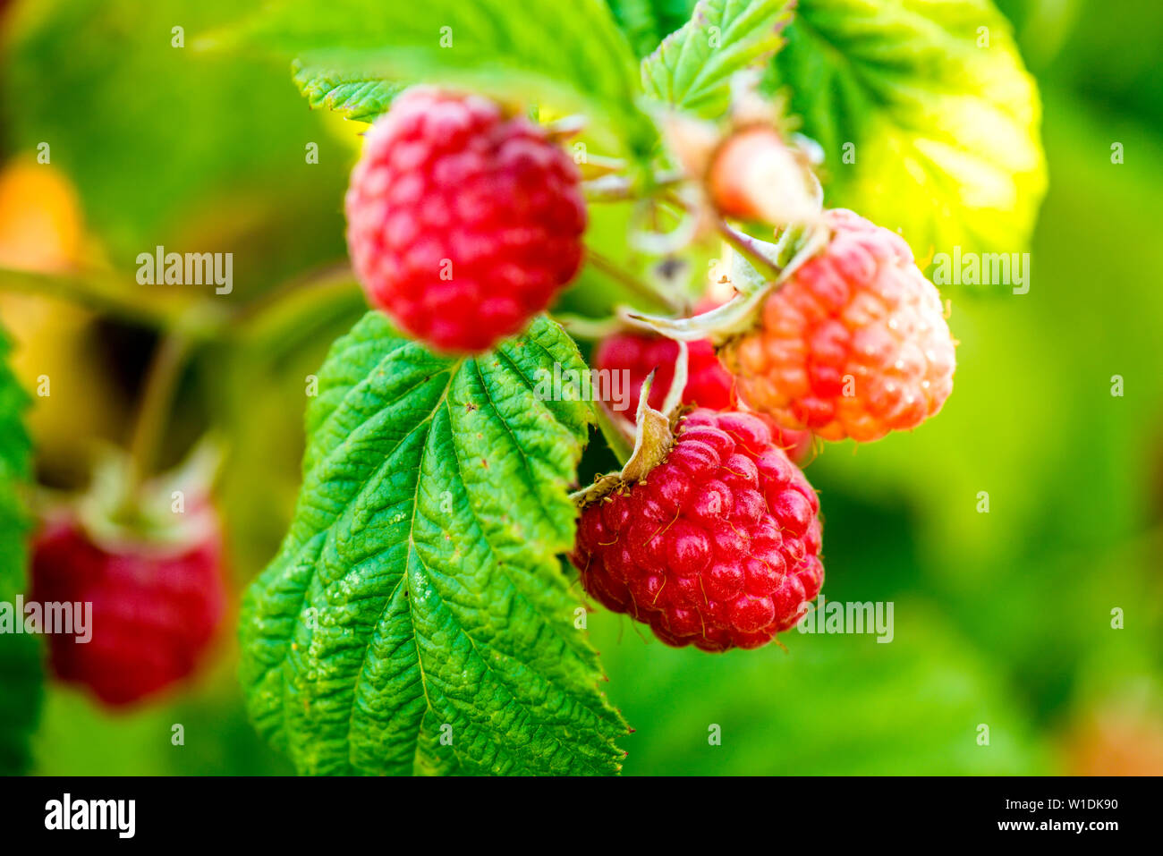 raspberry, macro of a ripe fruit Stock Photo - Alamy