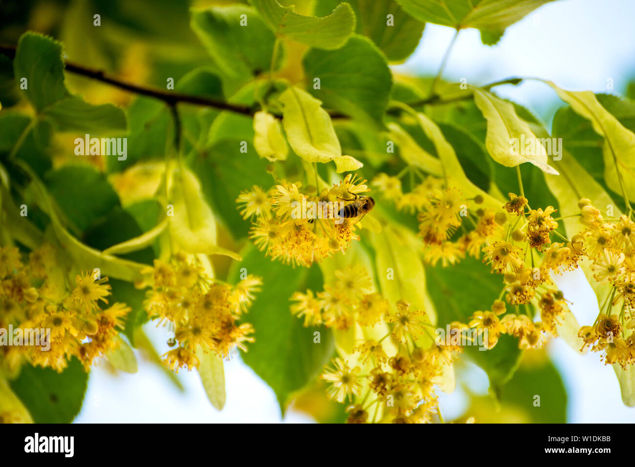 Lime tree blossom hi-res stock photography and images - Alamy