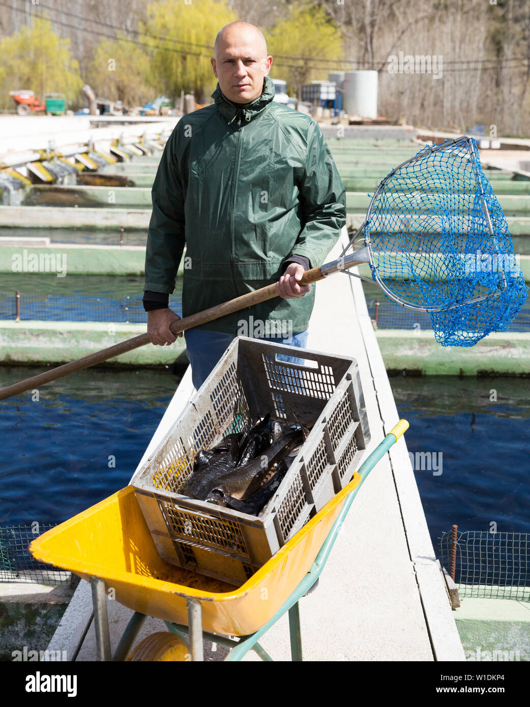 Male fish farm worker fishing with net sturgeon at reservoir Stock ...