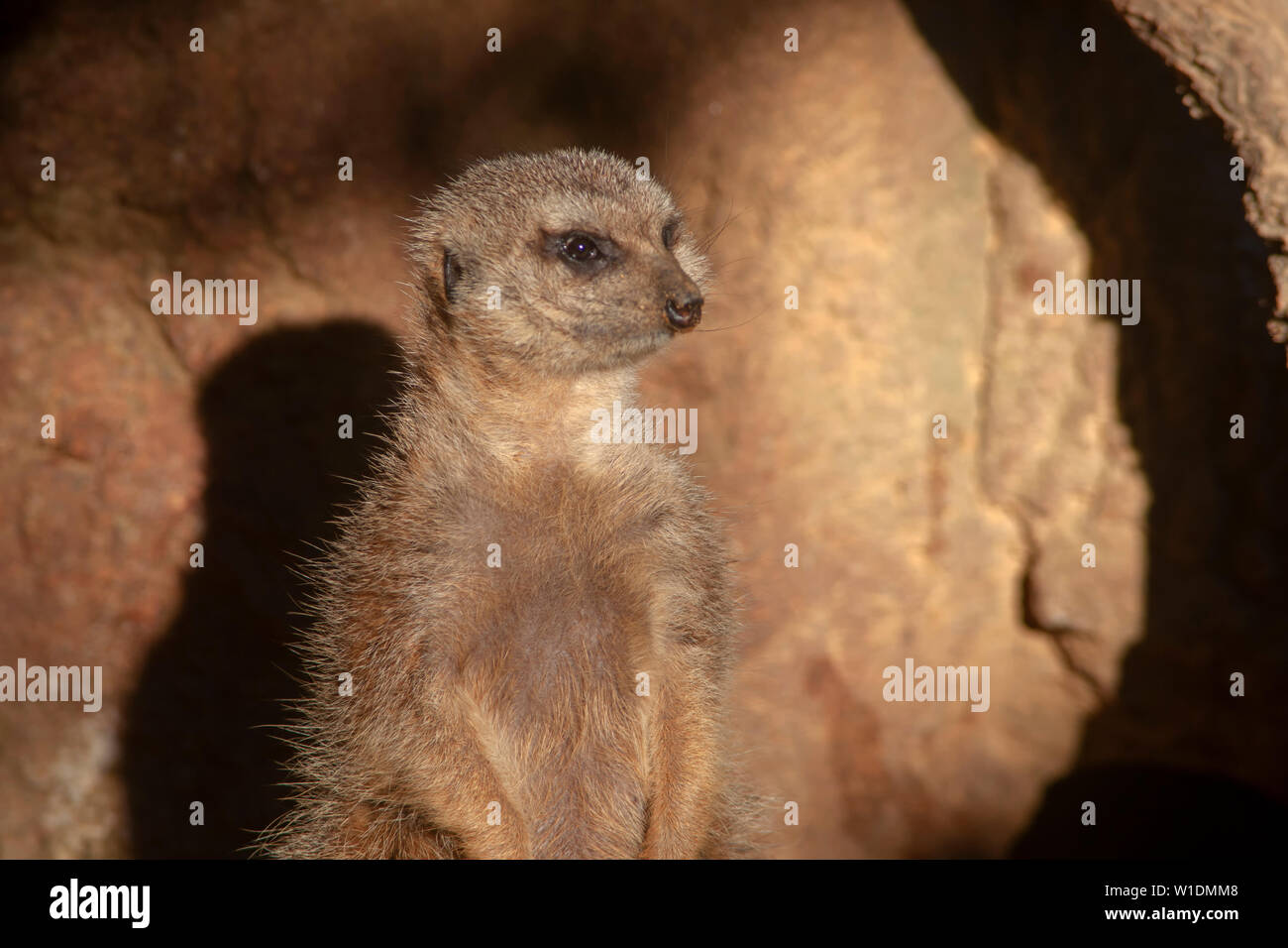 Suricatta species hi-res stock photography and images - Alamy