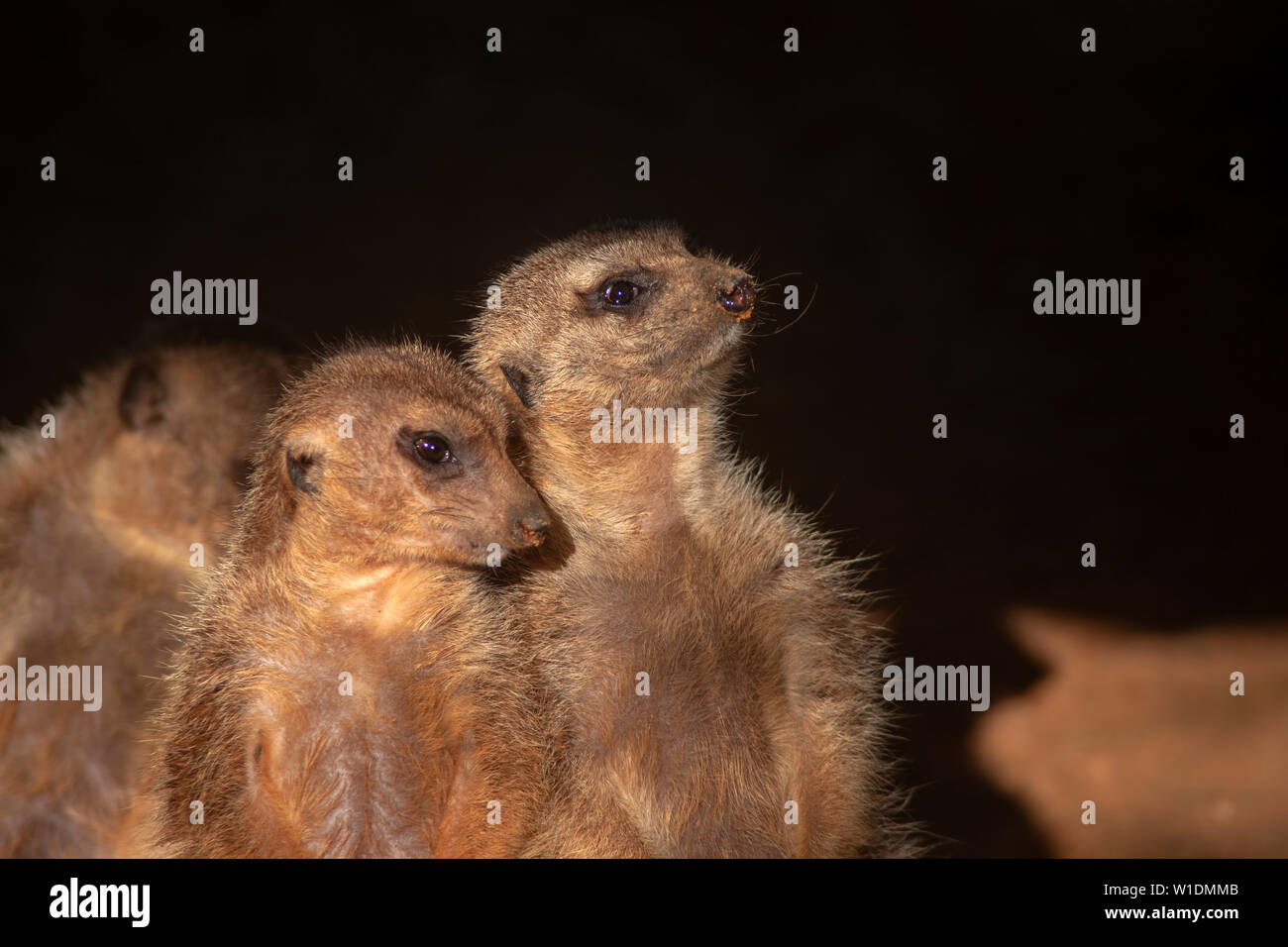 Exotic animal species hi-res stock photography and images - Alamy