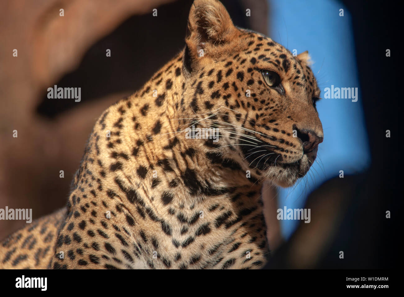 Big cats, Leopard Stock Photo - Alamy