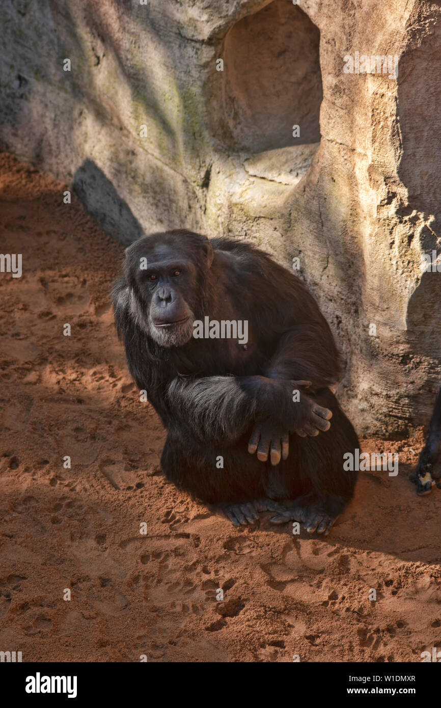 Chimpanzee species hi-res stock photography and images - Alamy