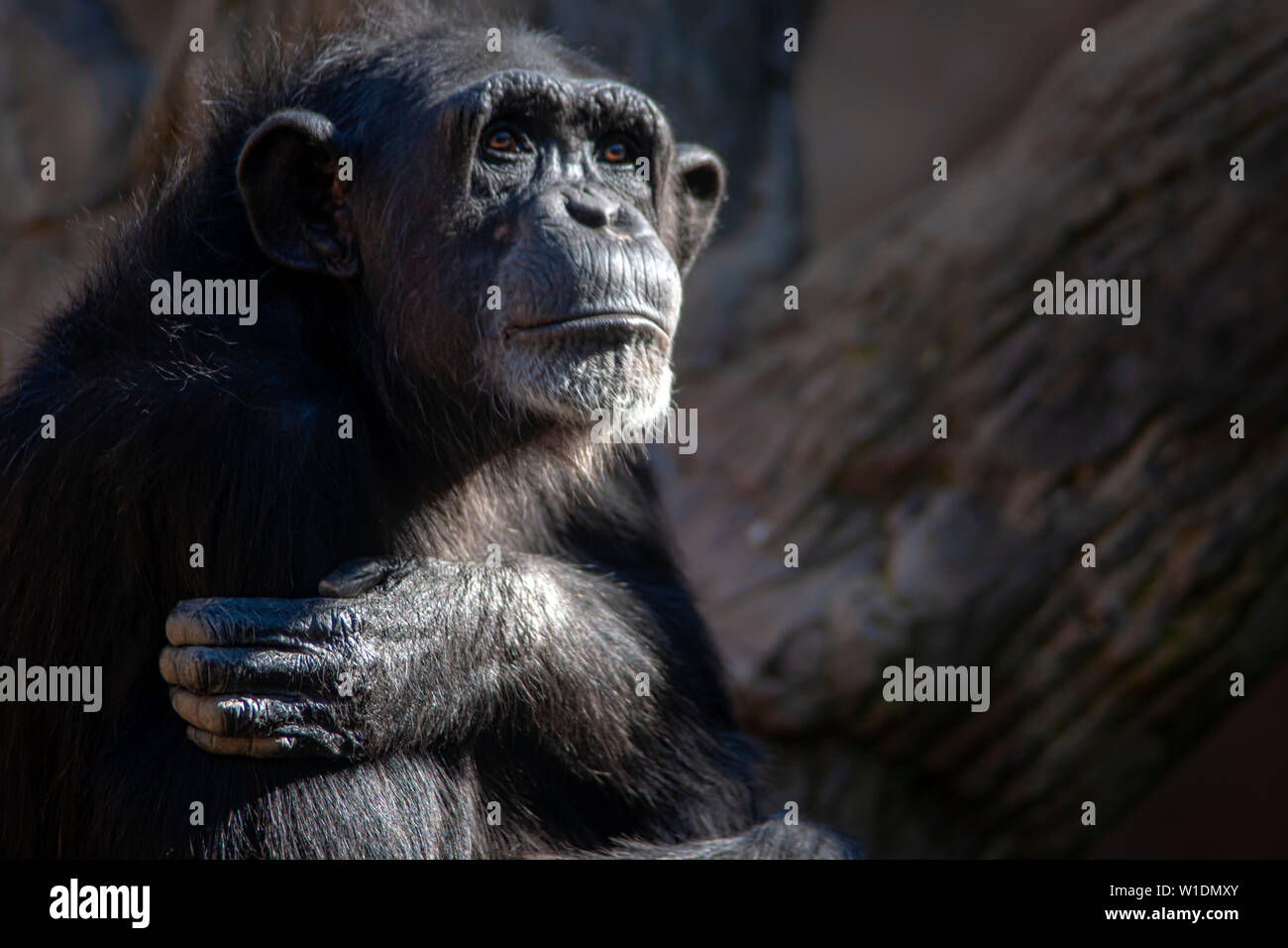 Adult chimpanzee with a tender look Stock Photo - Alamy