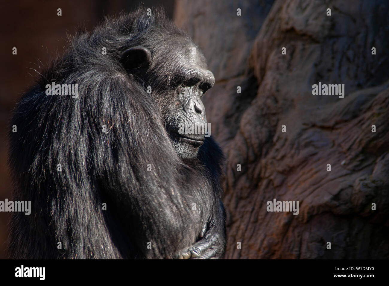 Adult chimpanzee with a tender look Stock Photo - Alamy