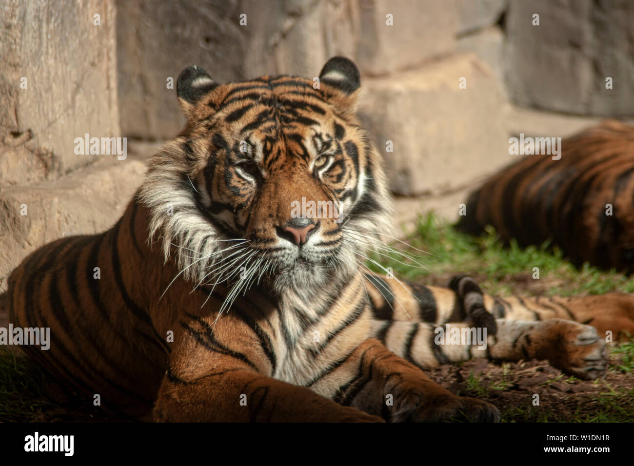 big cats, Sumatran tiger Stock Photo - Alamy
