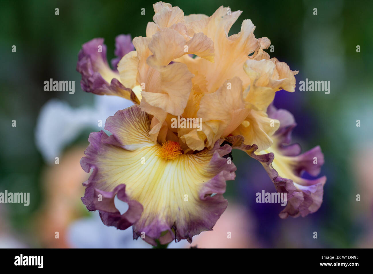 Closeup of flower bearded dainty iris. Macro photo Stock Photo - Alamy