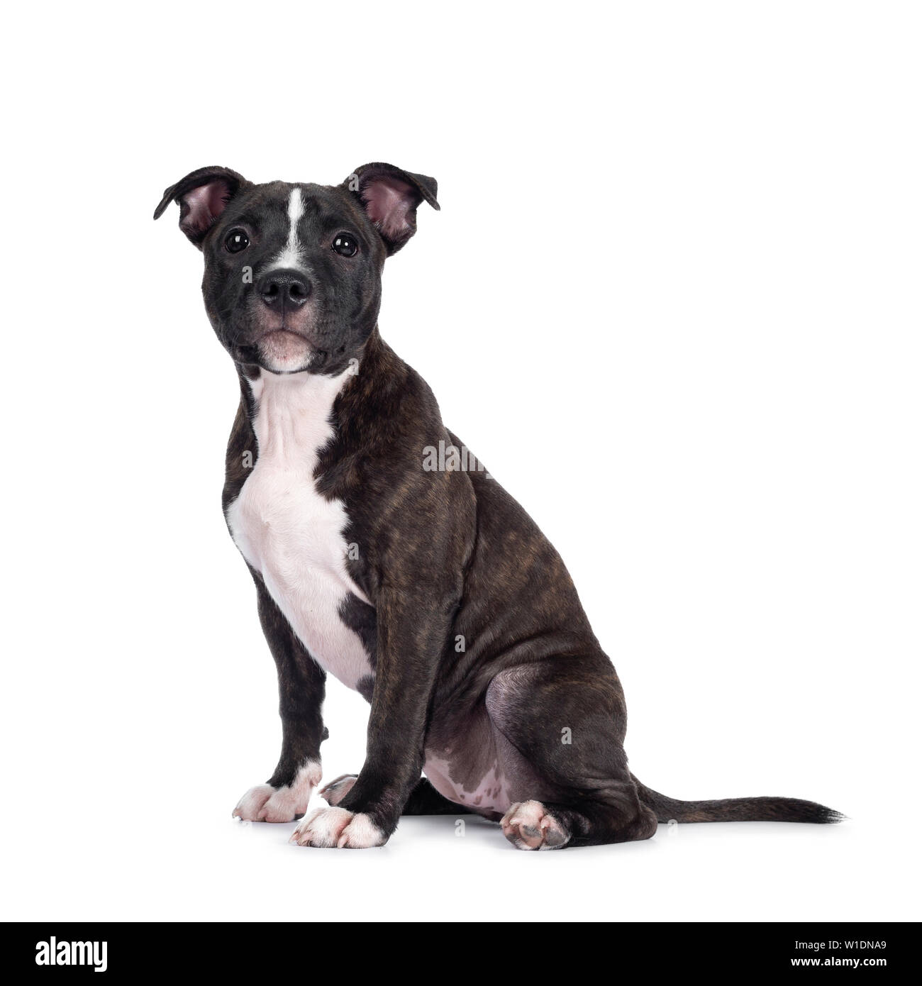 Sweet brindle English Staffordshire Terrier pup, sitting up side ways ...