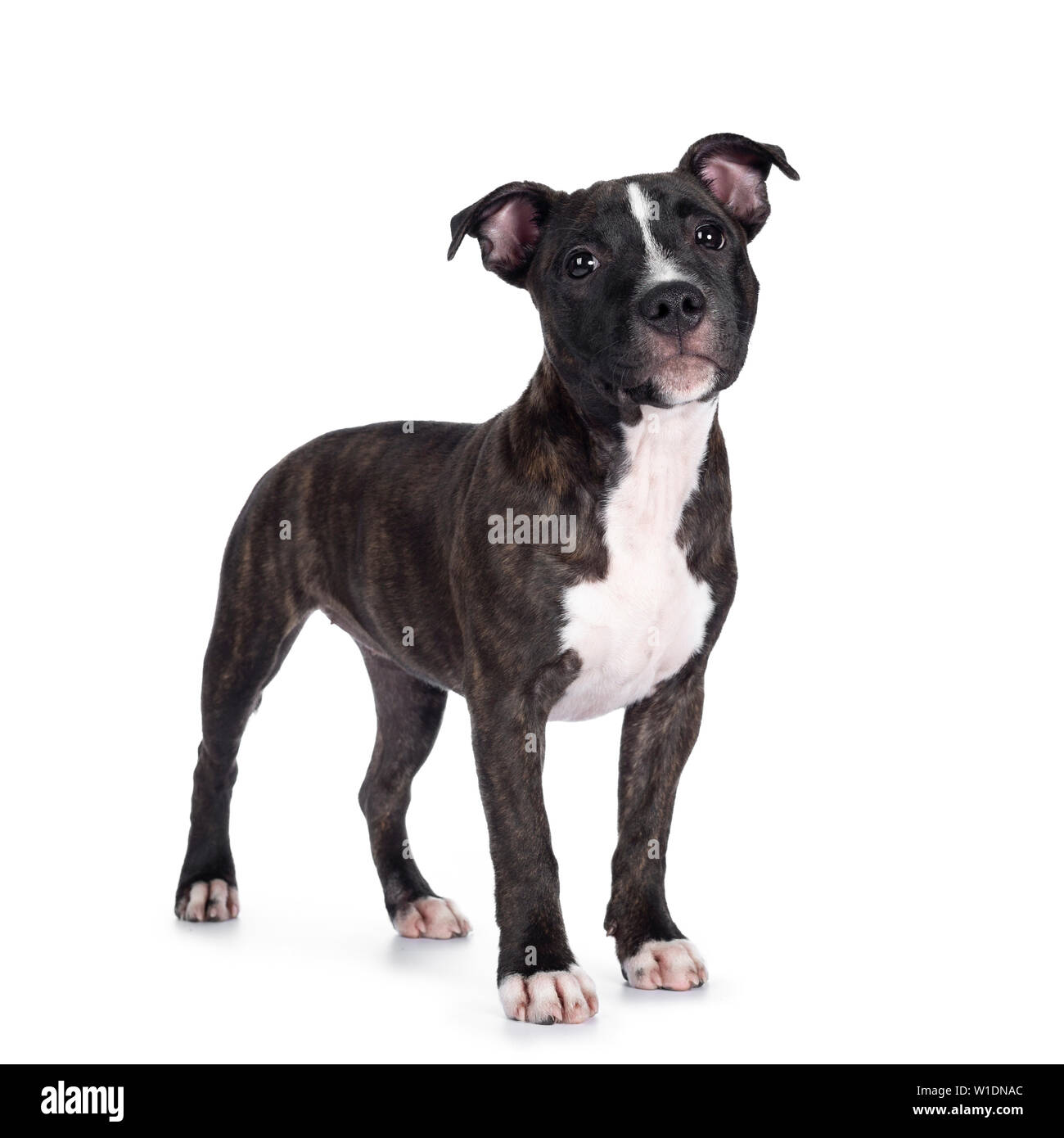 English staffordshire terrier hi-res stock photography and images - Alamy