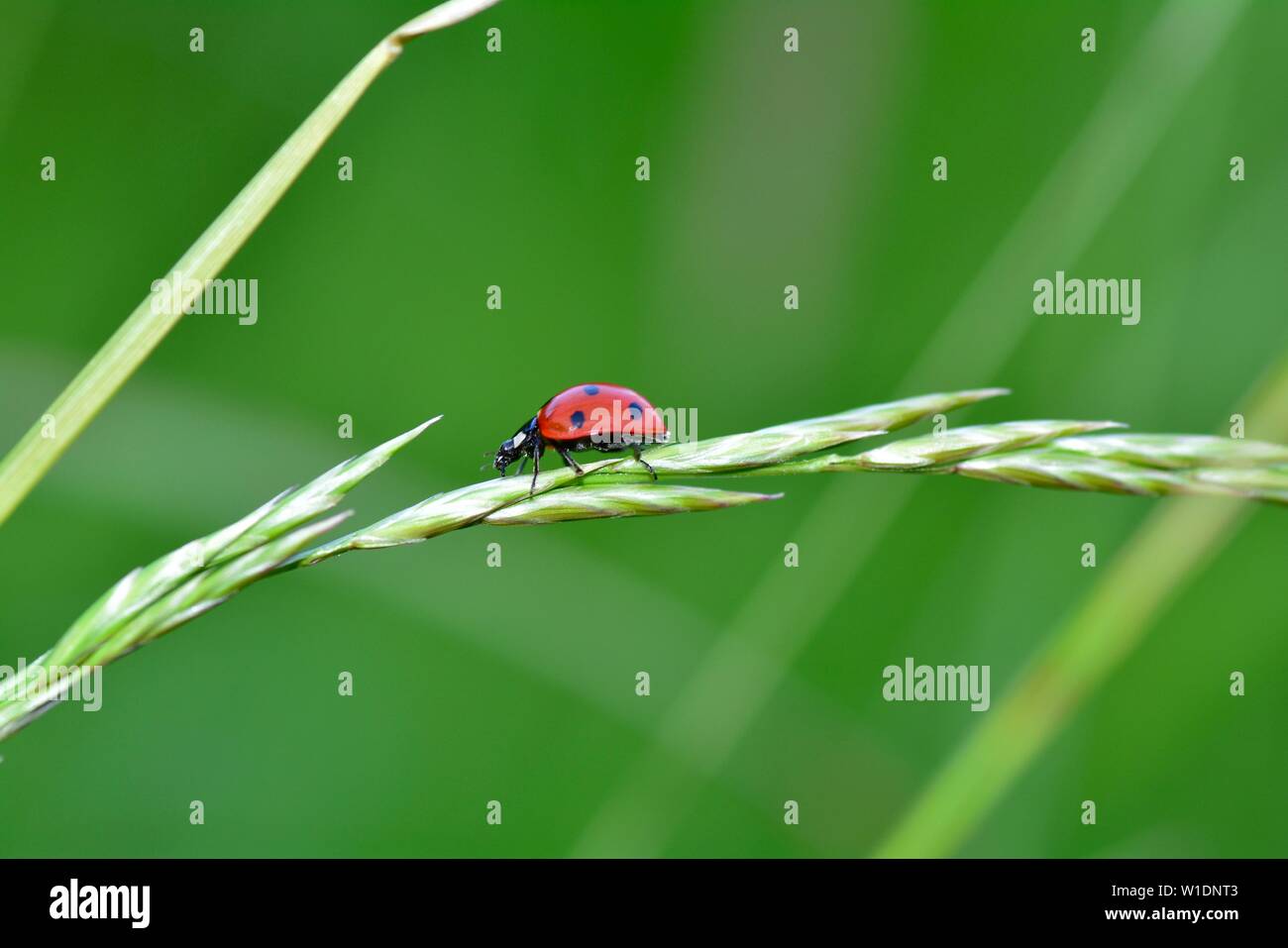 Green leaves and ladybird hi-res stock photography and images - Alamy