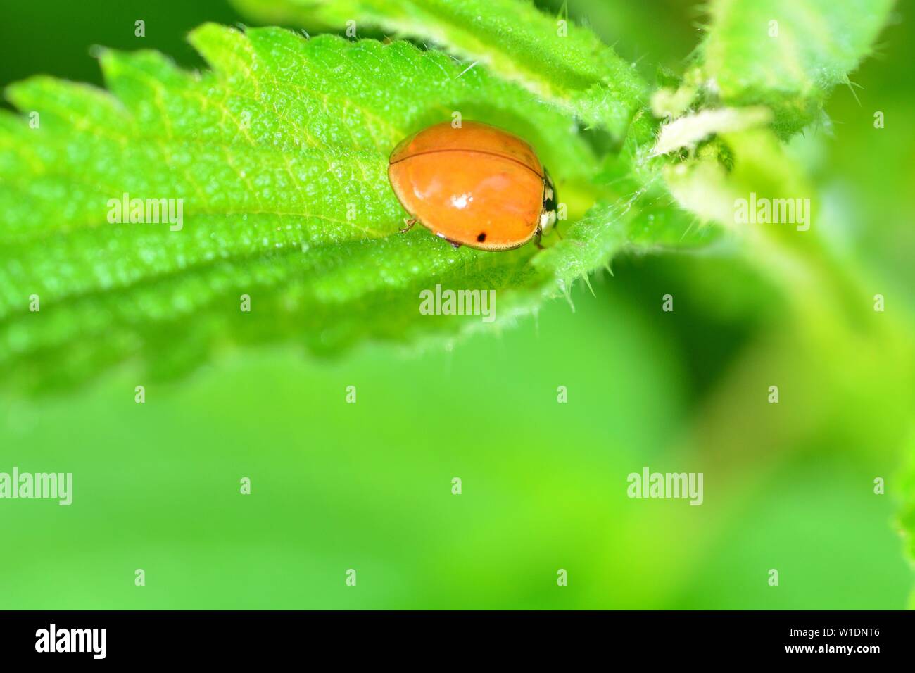 Pointless insect hi-res stock photography and images - Alamy