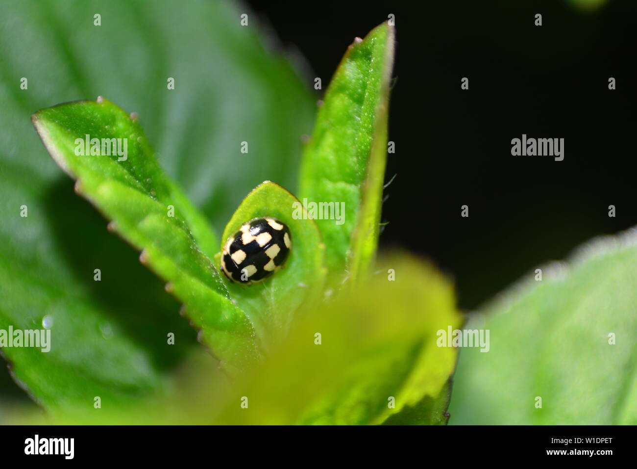 Black Ladybird with yellow pattern on plant in green nature Stock Photo ...