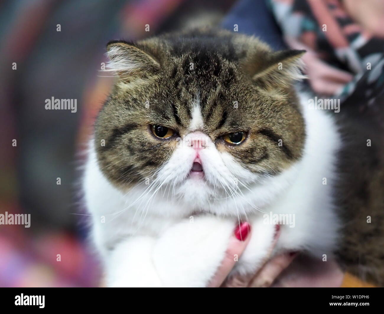 Big cats chart hi-res stock photography and images - Alamy