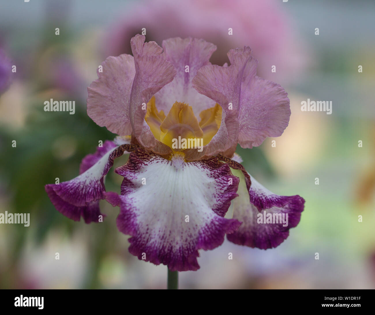Lavender bearded iris hi-res stock photography and images - Alamy