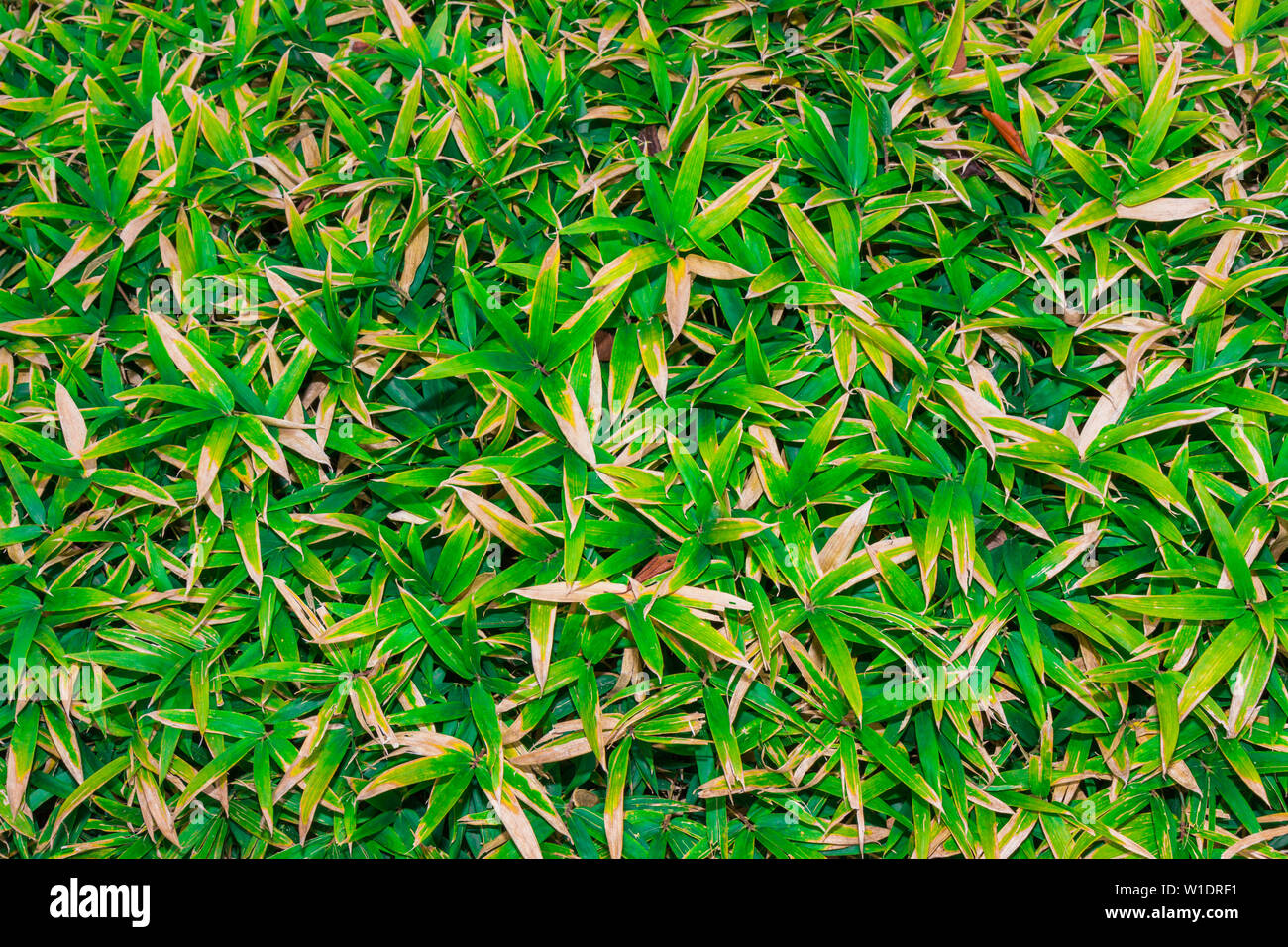 Empty land and forests hi-res stock photography and images - Alamy