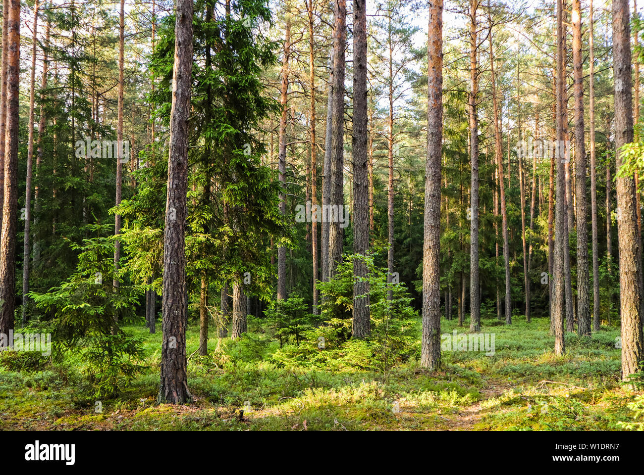 Sunlight on trees in a pine forest at sunset. Summer nature landscape ...