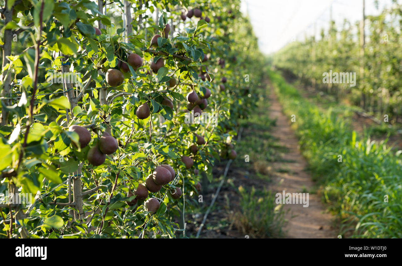 Image of pear gardens outdoors Stock Photo - Alamy