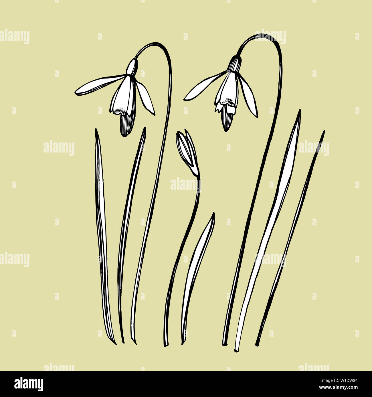 Snowdrop spring flowers. Botanical plant illustration. Vintage ...