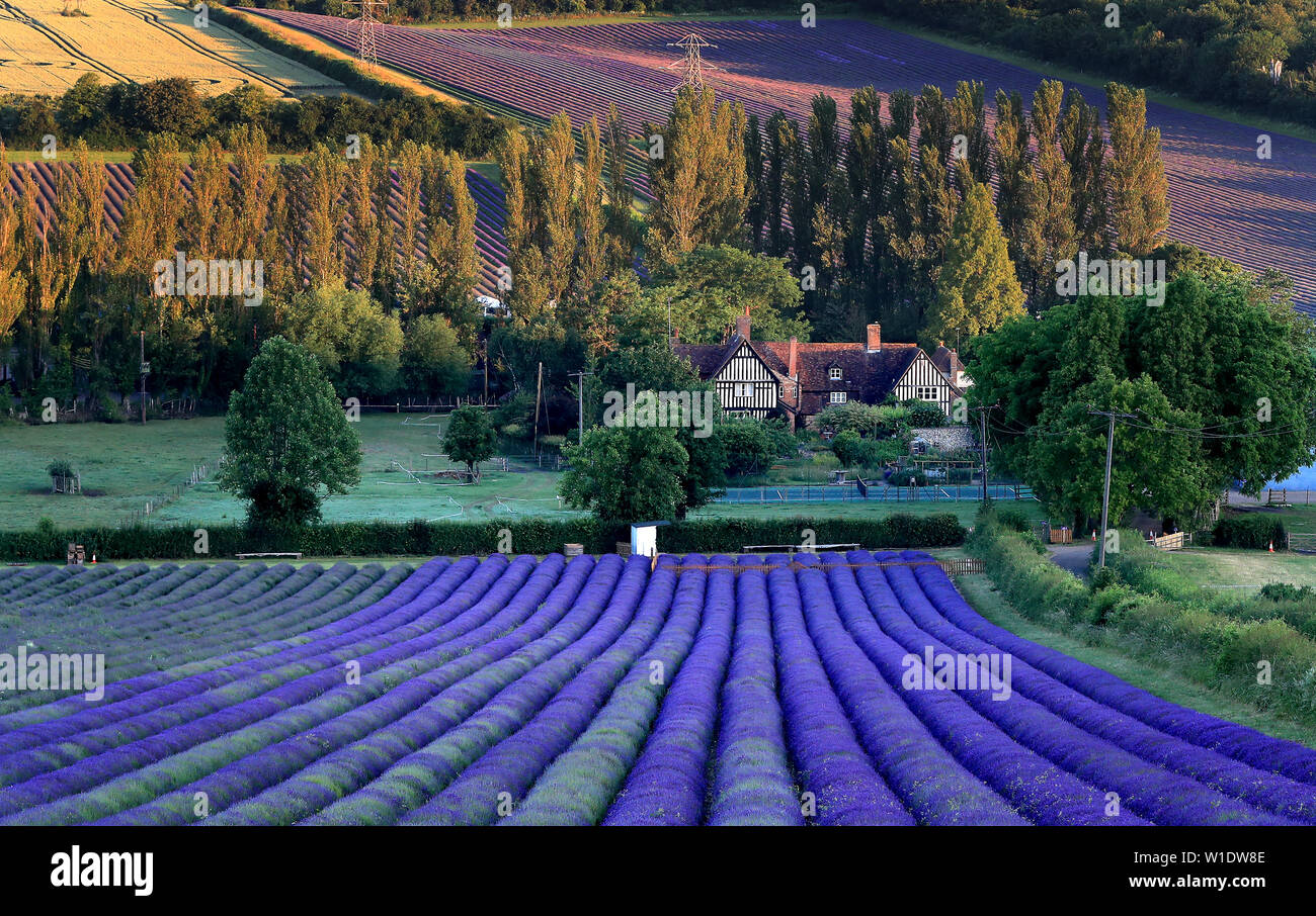 Lavender at castle farm near sevenoaks hi-res stock photography and ...