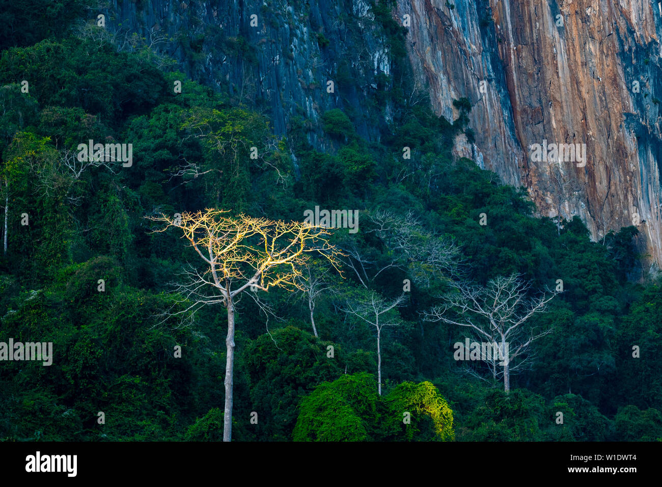Illuminated tree in tropical rainforest in Laos, South East Asia ...
