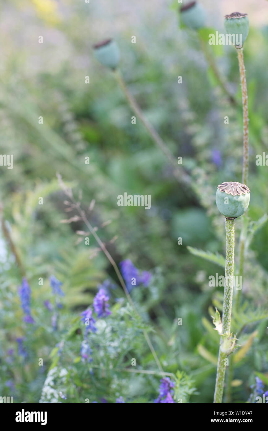 Poppy boxes hi-res stock photography and images - Alamy