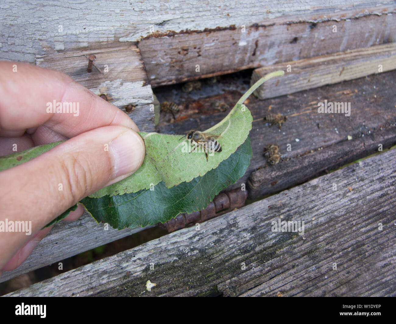 Human beehive hi-res stock photography and images - Alamy
